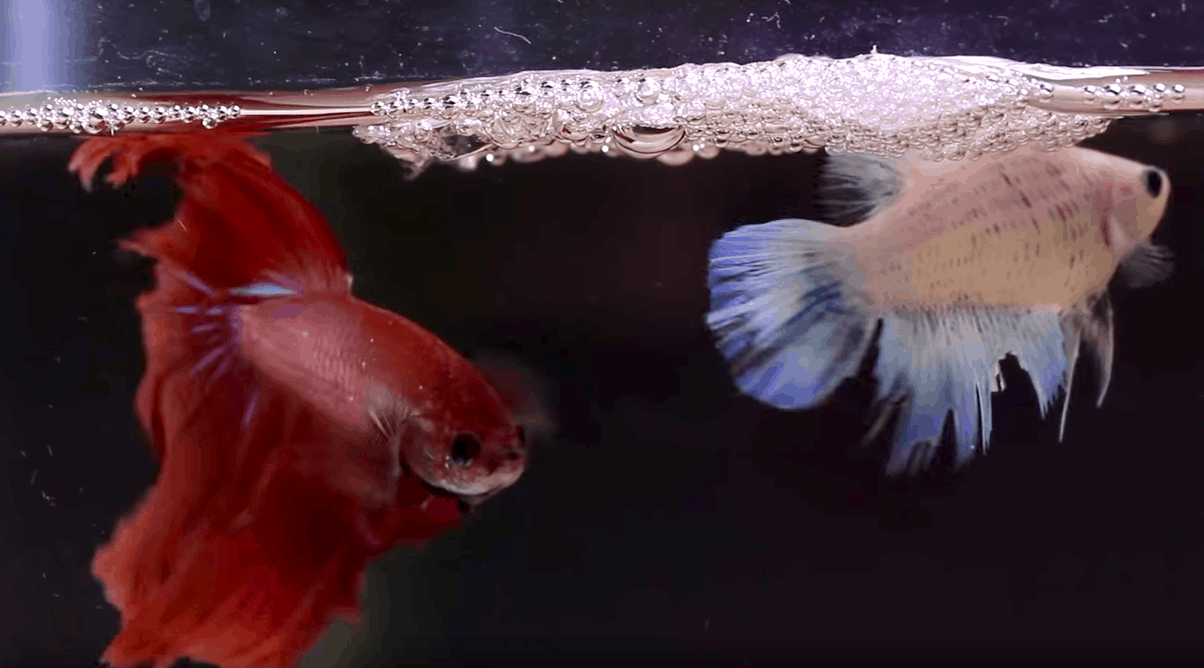 Stunning Facts About Betta Fish I Fishio World Advice