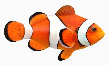The Top 10 Most Popular Colorful Fishes | Fishio.net