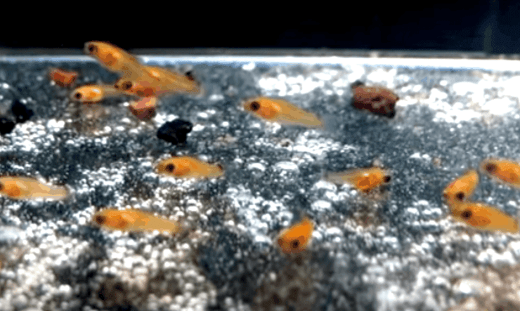 Complete Guide for Platy Fry Care | Fishio.net