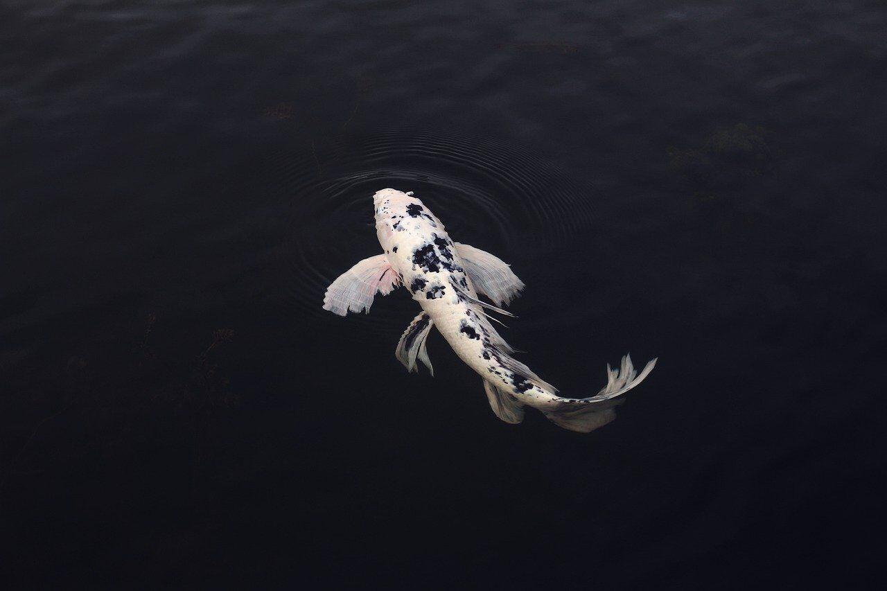Everything You Wanted to Know About Koi Fish | Fishio.net