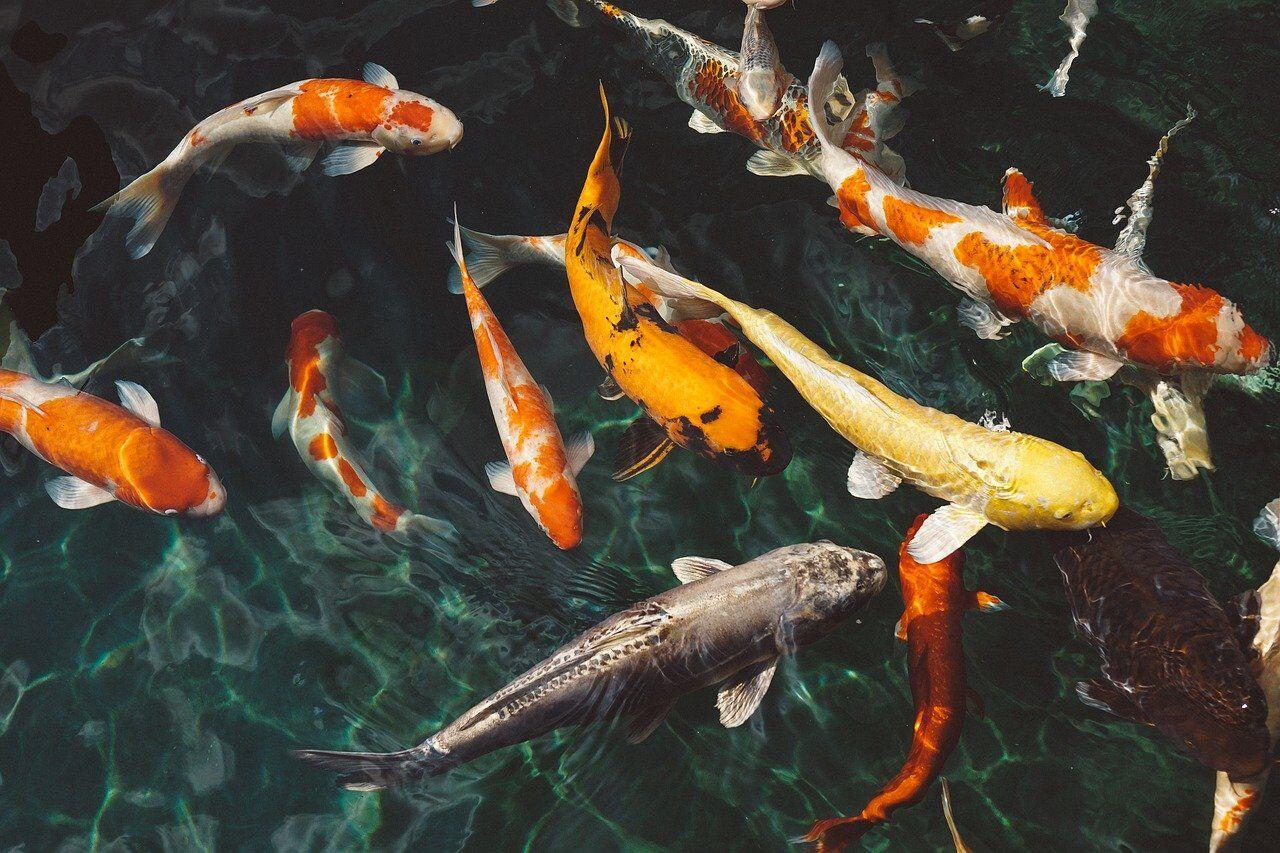 Everything You Wanted to Know About Koi Fish | Fishio.net