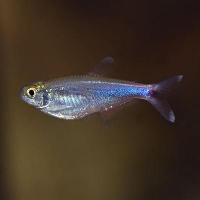 10 Impressive Types of Tetras Fish You Should Know About. | Fishio.net