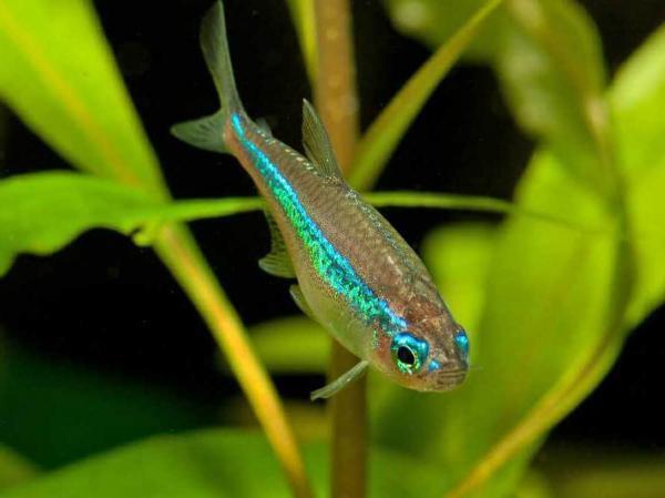 10 Impressive Types of Tetras Fish You Should Know About. | Fishio.net