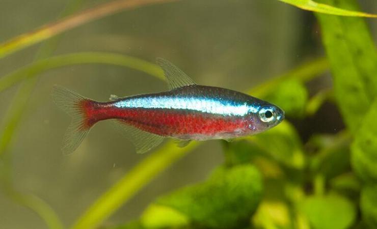 Neon Tetra Fish Ultimate Guide | Fishio.net