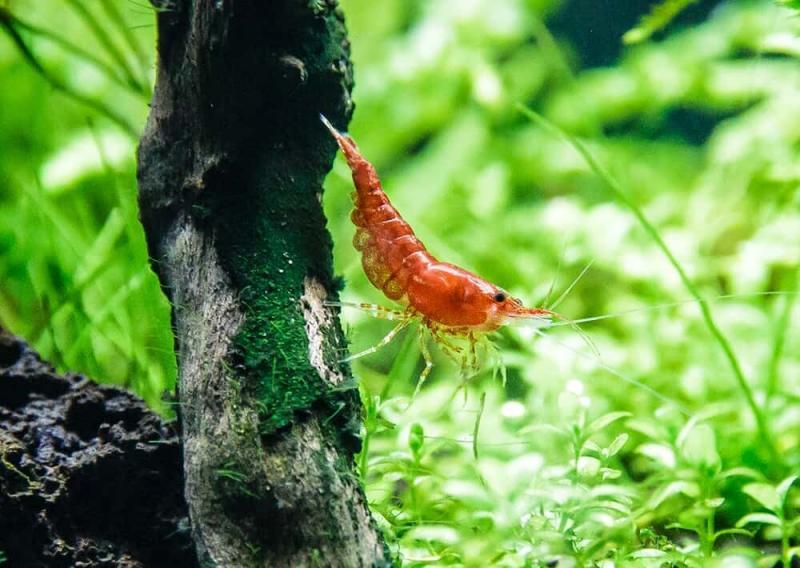 Cherry Shrimp | Feeding, Care and Tank Companions | Fishio.net