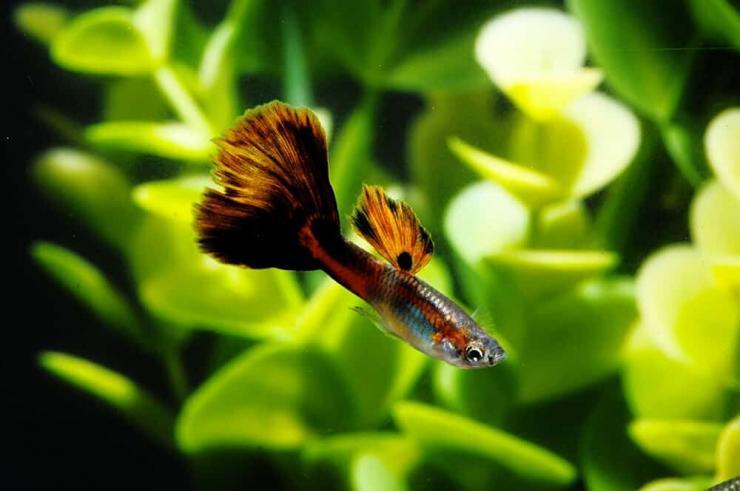 A Care Guide To Guppy Fish At Any Age | Fishio.net