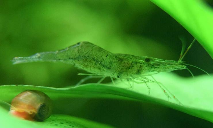 What Are Ghost Shrimp? | Ghost Shrimp Ultimate Care Guide | Fishio.net