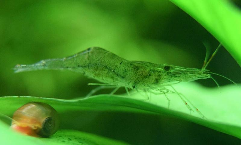 What Are Ghost Shrimp? | Ghost Shrimp Ultimate Care Guide | Fishio.net
