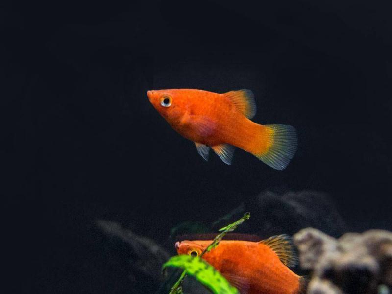 Platy Fish : 10 Interesting Facts I Bet You Never Knew About. | Fishio.net