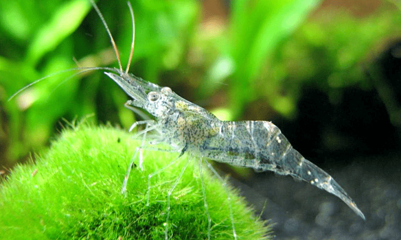 What Are Ghost Shrimp? | Ghost Shrimp Ultimate Care Guide | Fishio.net