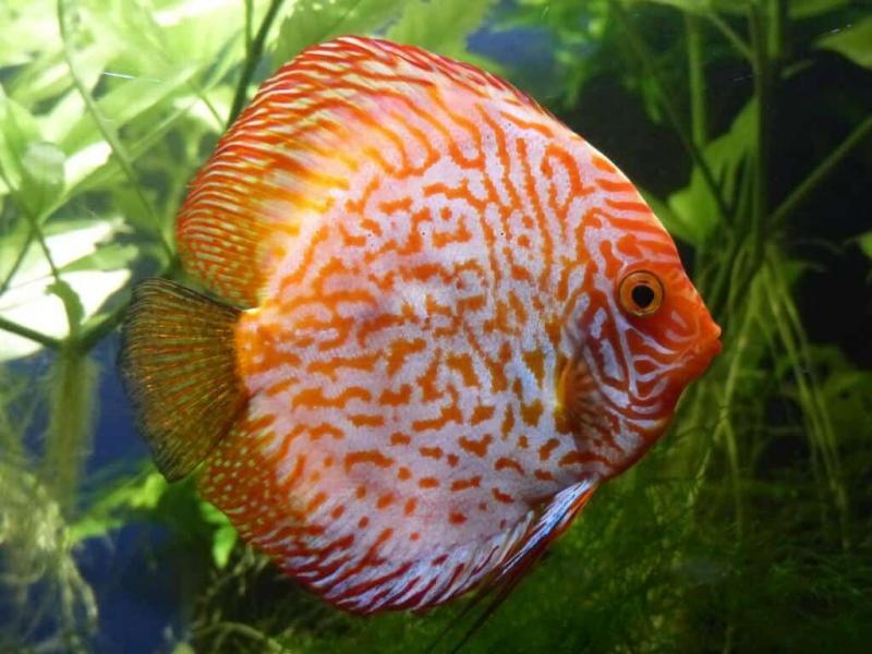 Discus Fish Definitive Care Guide | Fishio.net