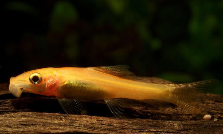 The Ultimate Golden Algae Eater Care Guide | Fishio.net