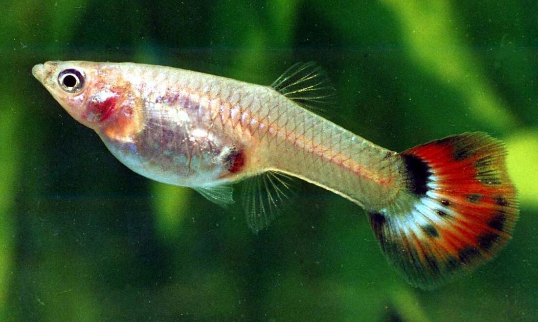 Do Guppies Need A Heater To Survive? (Temperature Guide & More ...